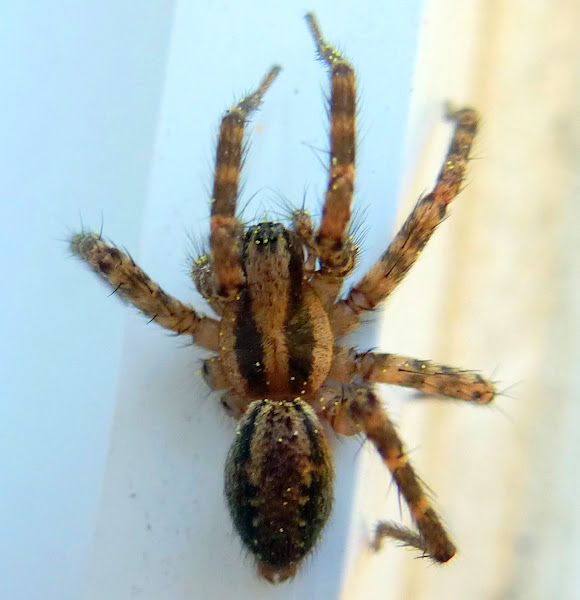 Grass spider | Project Noah