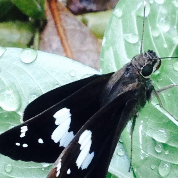 Grass Demon | Project Noah