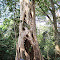 Strangler Fig | Project Noah