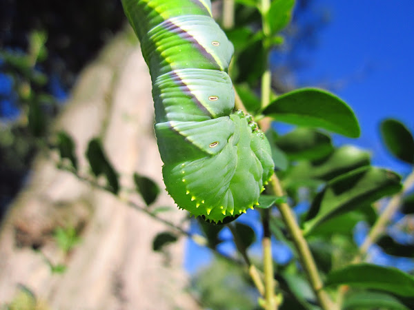 Rustic Sphinx Caterpillar | Project Noah