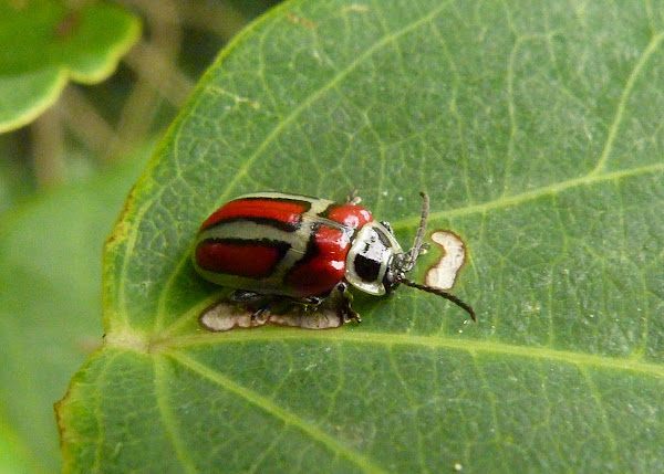 Leaf beetle | Project Noah