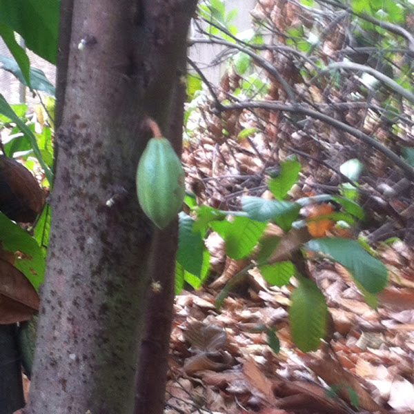 Cocoa Tree | Project Noah