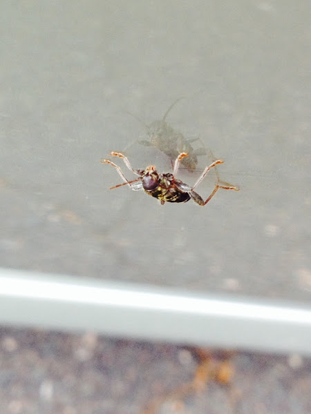 Rustic Borer | Project Noah