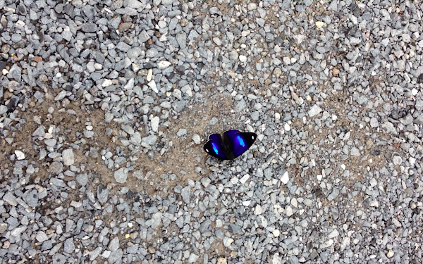 Mariposa 88 | Project Noah