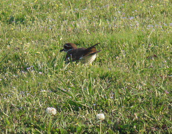 Killdeer | Project Noah