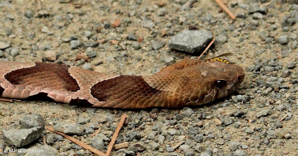 Copperhead snake | Project Noah