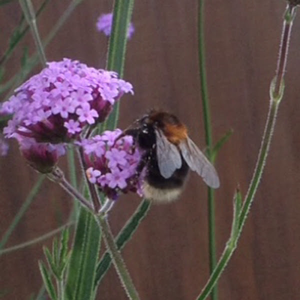 Tree bumblebee | Project Noah