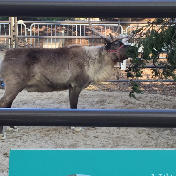 Caribou | Project Noah