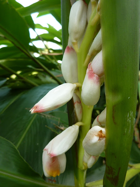 Pink Porcelain Lily/ Shell Ginger | Project Noah