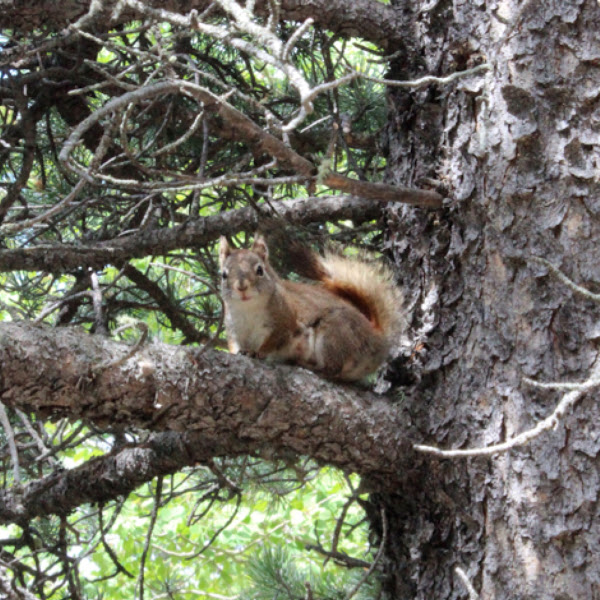 North American red squirrel | Project Noah