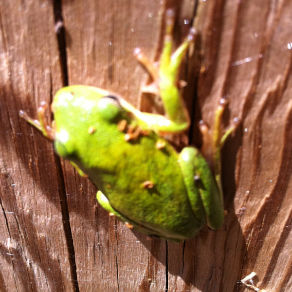 Green Treefrog | Project Noah