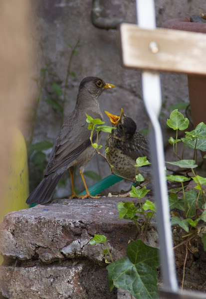 Austral Thrush | Project Noah