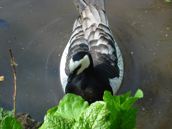Barnacle Goose | Project Noah