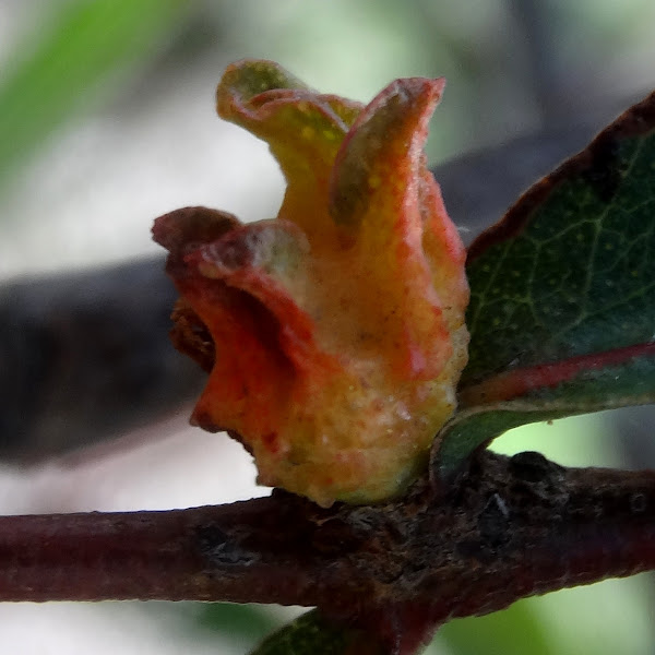 Eucalyptus leaf axil gall | Project Noah