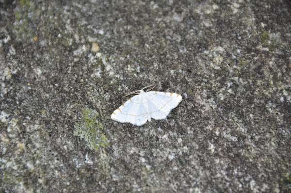 Unknown Moth | Project Noah