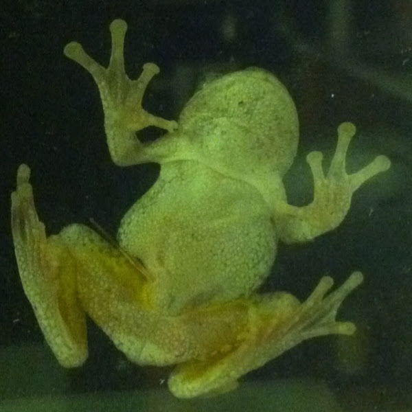 Gray tree frog | Project Noah