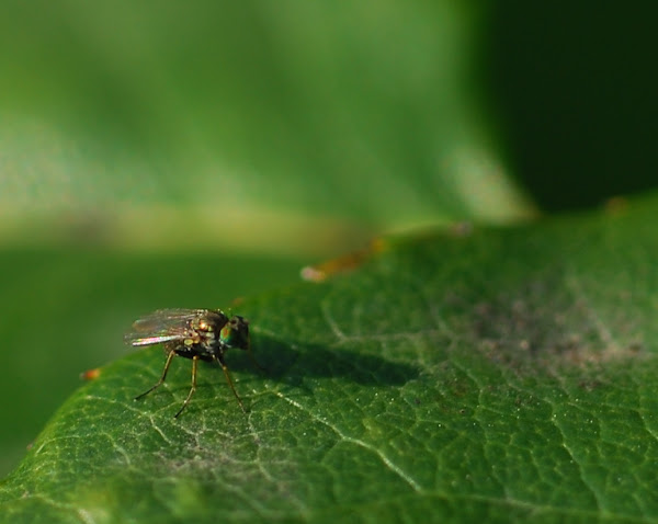 green eyed fly | Project Noah