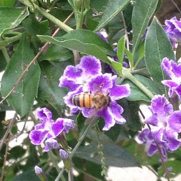 Western Honey Bee | Project Noah