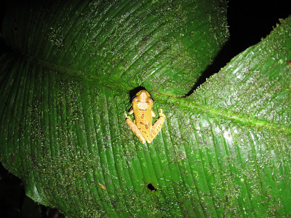 Masked Tree Frog | Project Noah