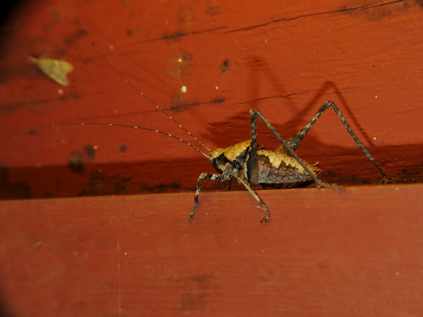 Shieldback Katydid | Project Noah