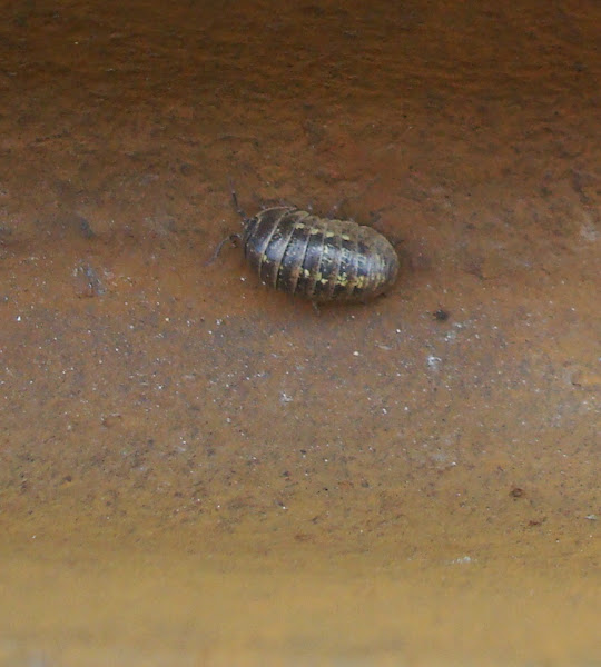 Pill Bug / Buba lopta | Project Noah