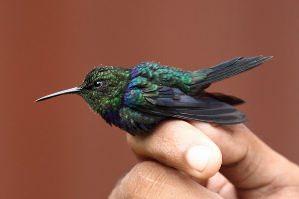 Fork-tailed Woodnymph | Project Noah