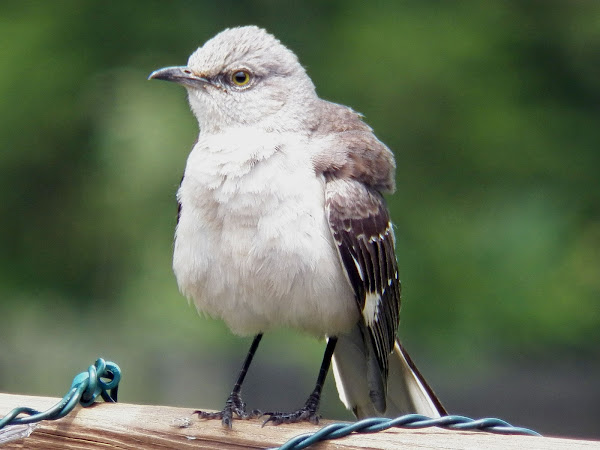Northern Mockingbird | Project Noah