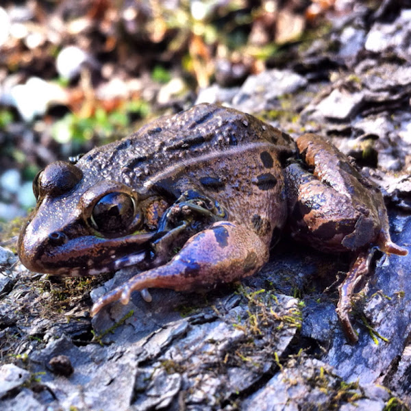 Northern Leopard Frog | Project Noah
