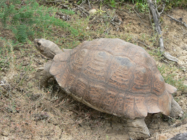 Leopard tortoise | Project Noah