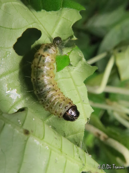 Leaf Roller caterpillar | Project Noah