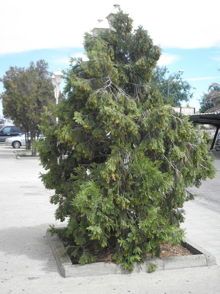 Tuya gigante. Western red cedar | Project Noah