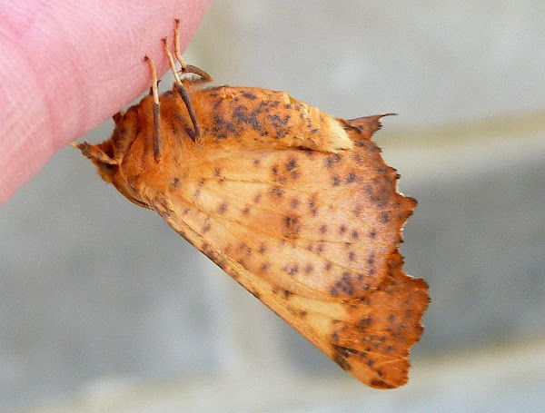 Maple Spanworm Moth | Project Noah