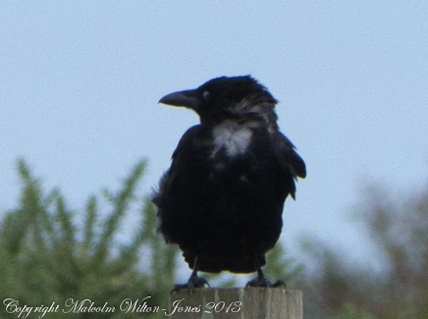 Carrion Crow | Project Noah