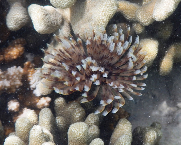 Feather-Duster Worm | Project Noah