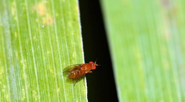 Tiny red/orange fly - | Project Noah
