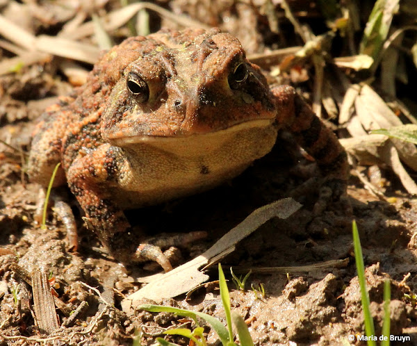 Fowler's toad | Project Noah