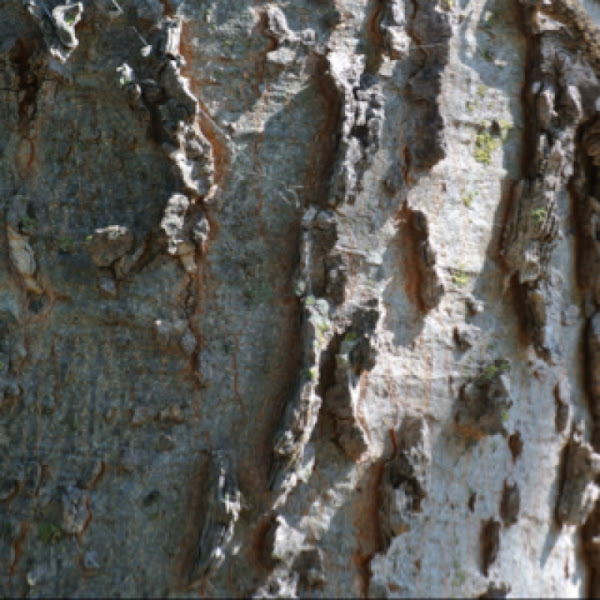 Hackberry | Project Noah