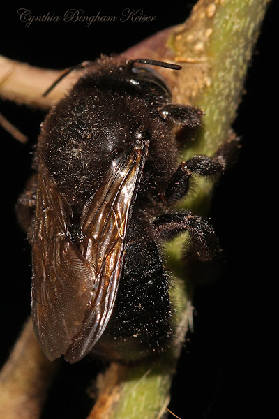 Valley Carpenter Bee | Project Noah