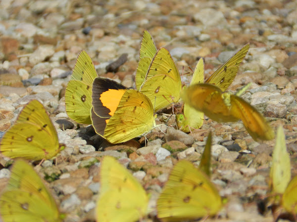 Clouded Sulphur | Project Noah
