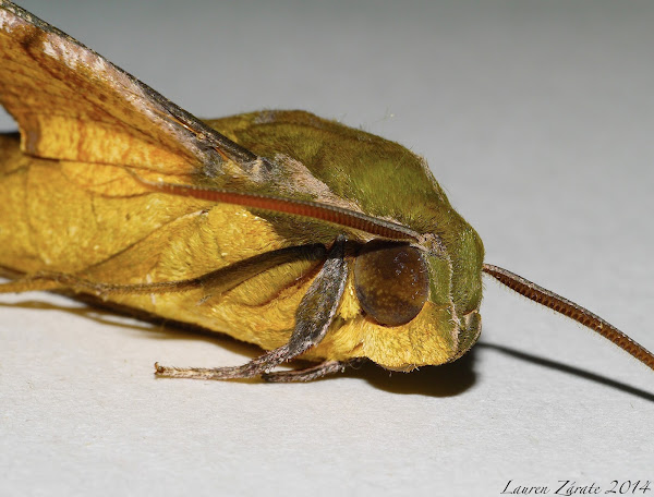 Pluto Sphinx Moth | Project Noah