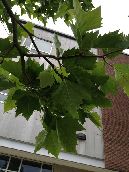 Eastern Sycamore | Project Noah