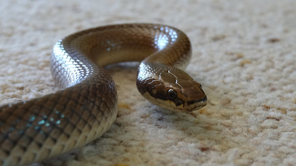 Curl snake | Project Noah