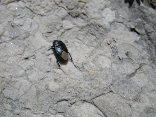 burrower bug | Project Noah