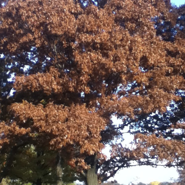 Red oak | Project Noah