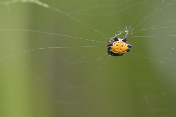 Spiny Orbweaver Spider | Project Noah