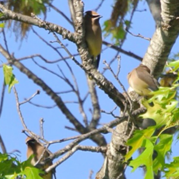 Cedar Waxwing | Project Noah