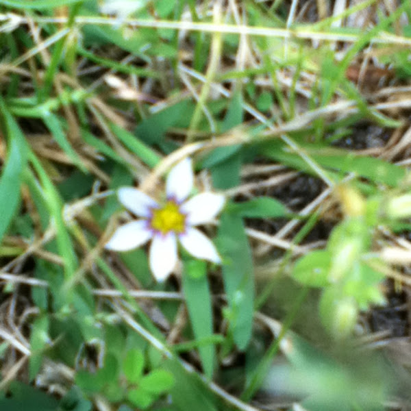 Blue-eyed grass | Project Noah