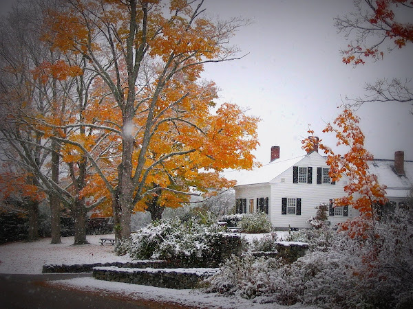 Maple Trees | Project Noah