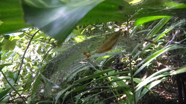 Single-Striped Grass Spider Nest | Project Noah