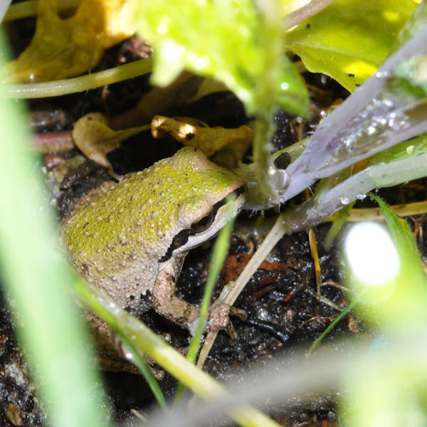 Pacific Treefrog | Project Noah